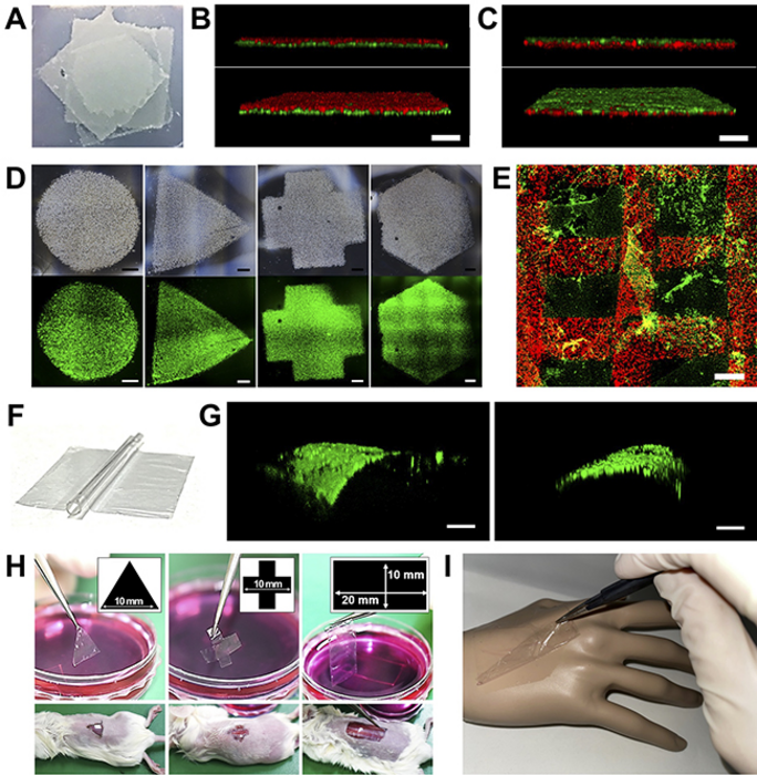 Figure2 [IMAGE] | EurekAlert! Science News Releases