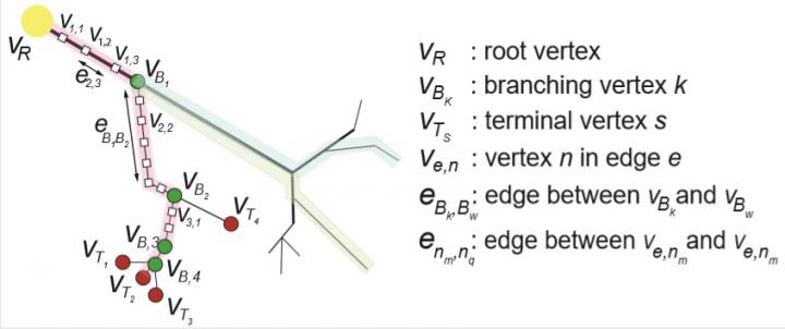 An Axon and its Branches [IMAGE] | EurekAlert! Science News Releases