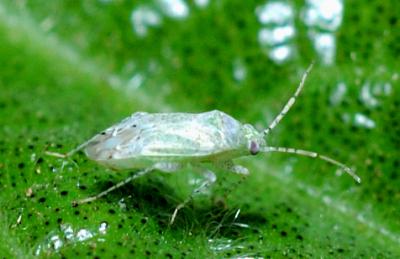 Cotton Pest [IMAGE] | EurekAlert! Science News Releases