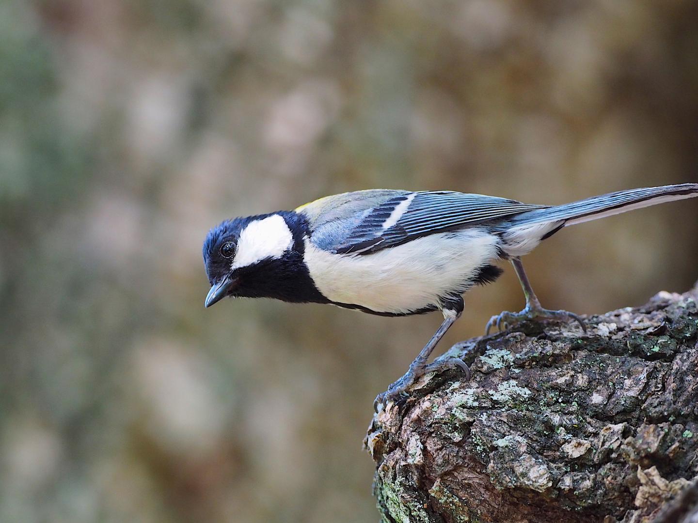 Japanese Tit [IMAGE] | EurekAlert! Science News Releases