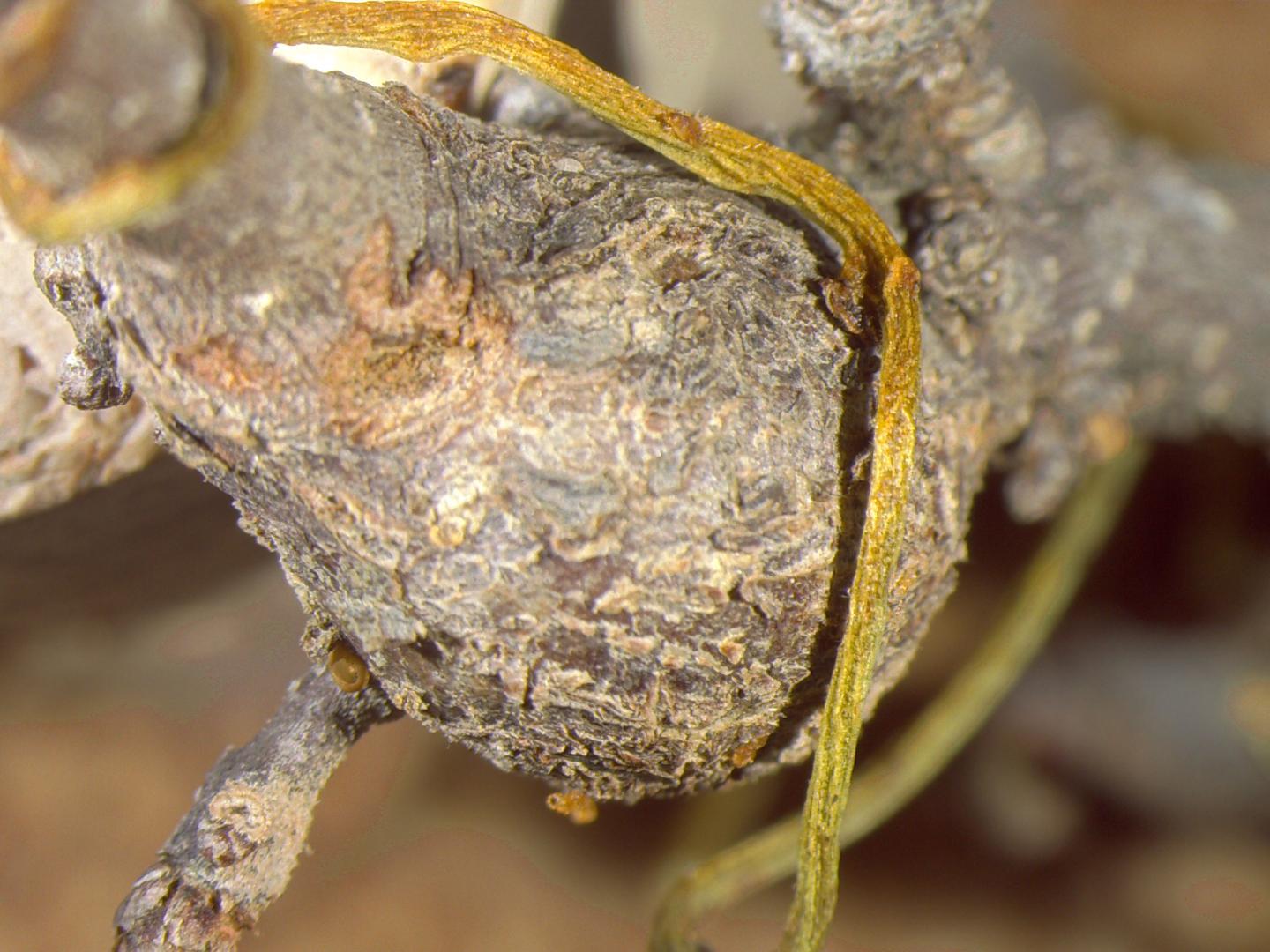 Love Vine Tangled around a Gal [IMAGE] | EurekAlert! Science News Releases