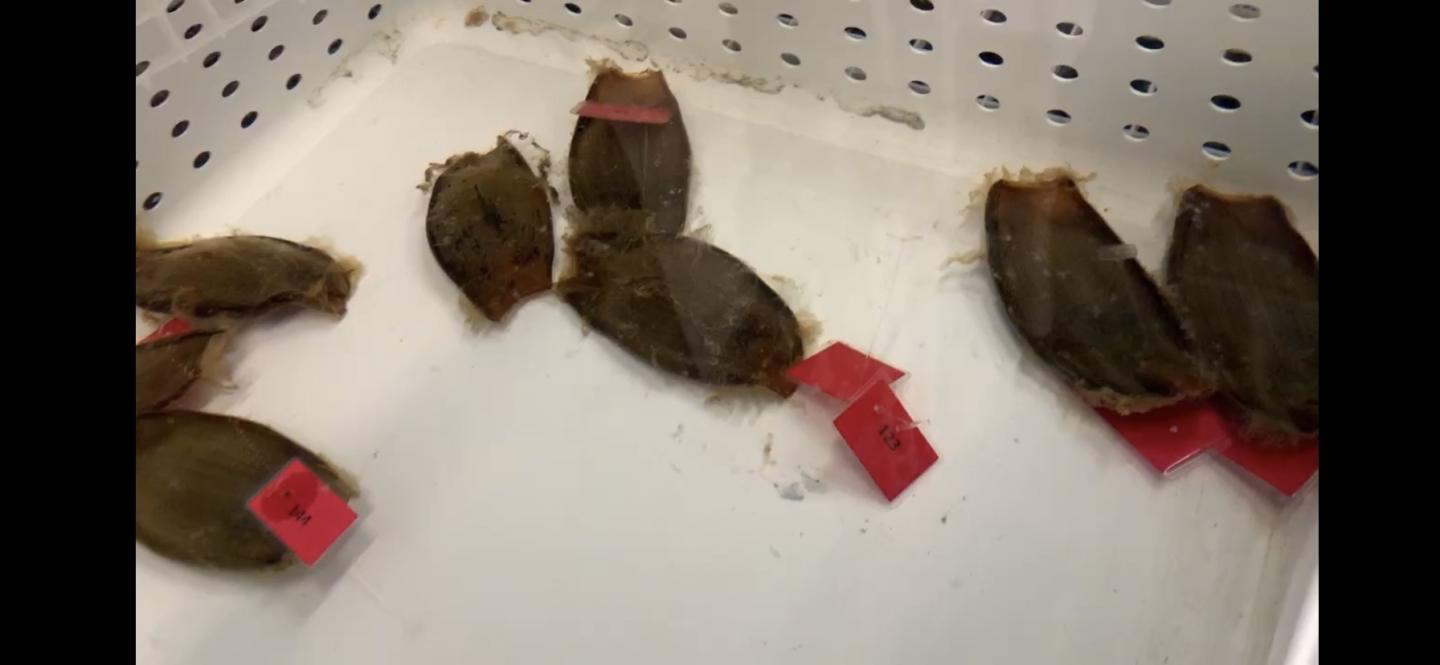 Shark egg cases [IMAGE] | EurekAlert! Science News Releases