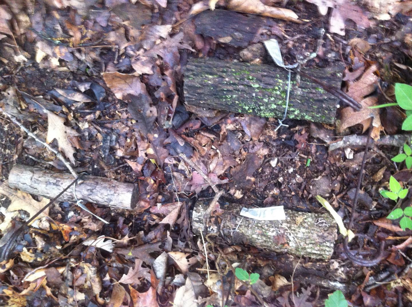 Photos of the Decay Experiment [IMAGE] | EurekAlert! Science News Releases