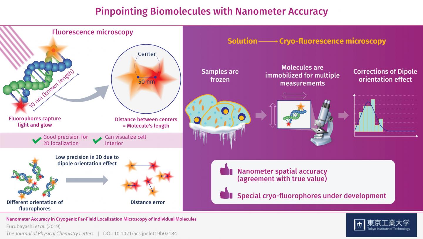 Pinpointing Biomolecules With Nanometer Accur EurekAlert 