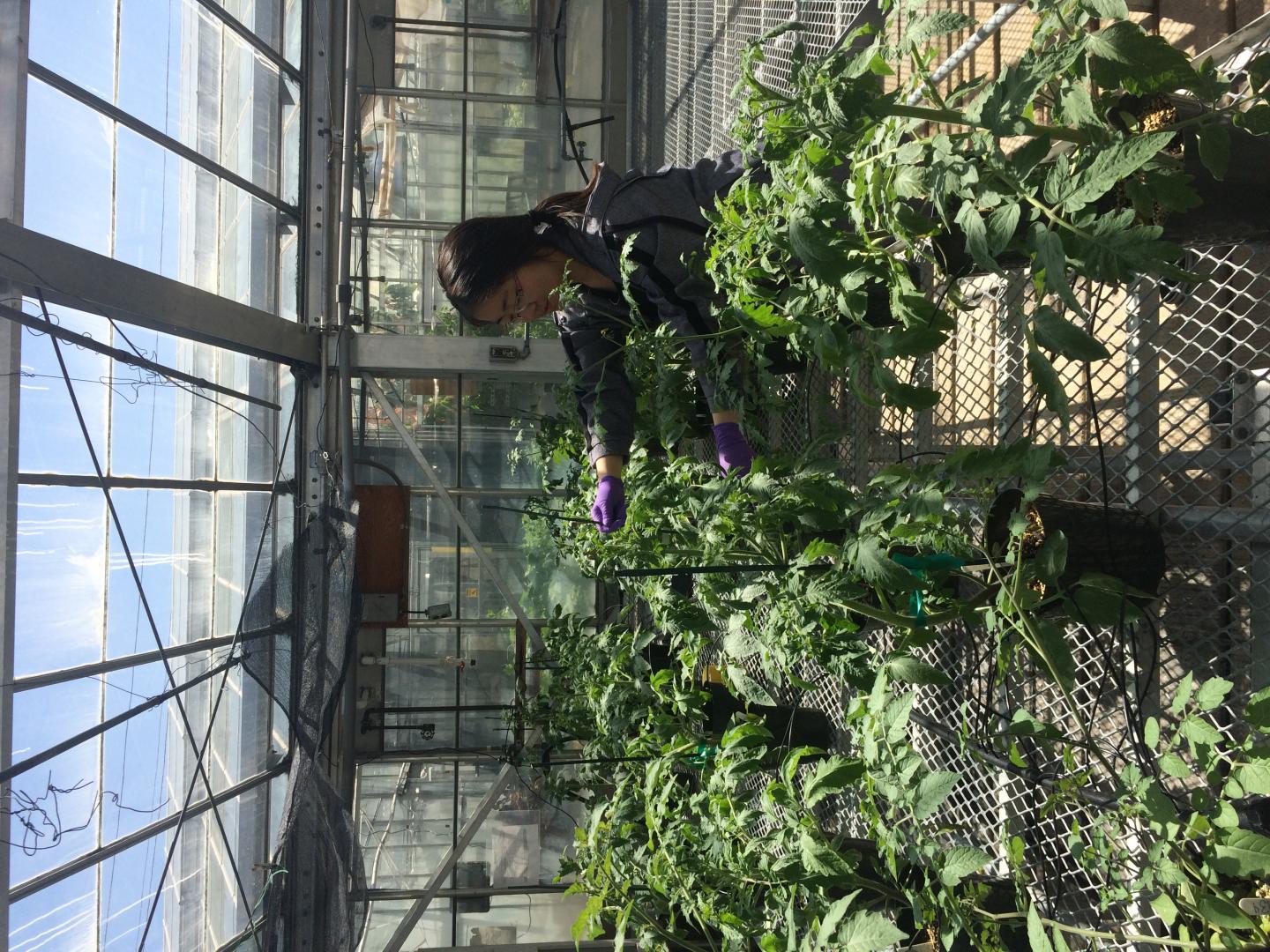 Cultivating a Core Tomato Micr [IMAGE] | EurekAlert! Science News Releases