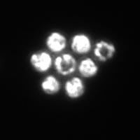 Living Crystal [IMAGE] | EurekAlert! Science News Releases