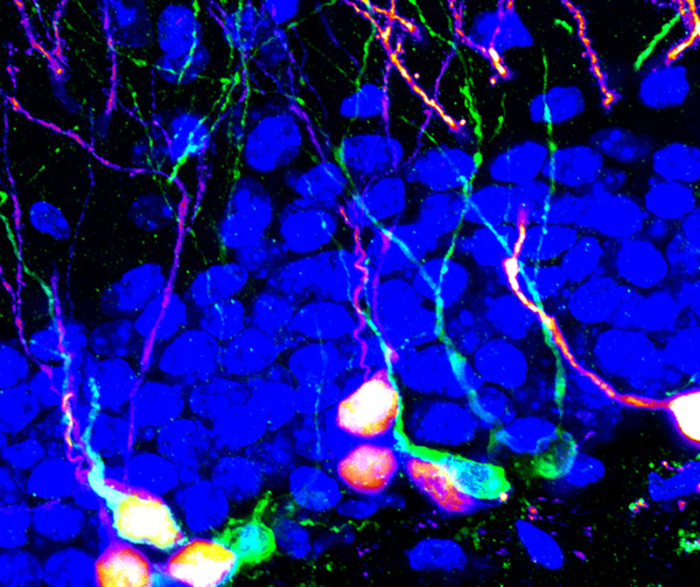 Stimulating brain circuits promotes neuron gr | EurekAlert!