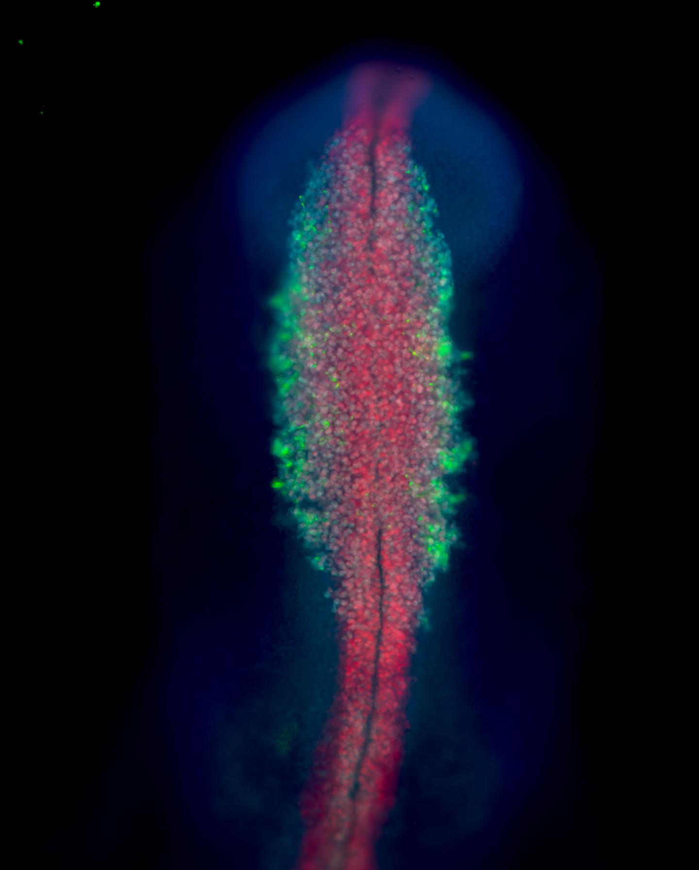 Repurposing Neural Crest Cells [IMAGE] | EurekAlert! Science News Releases