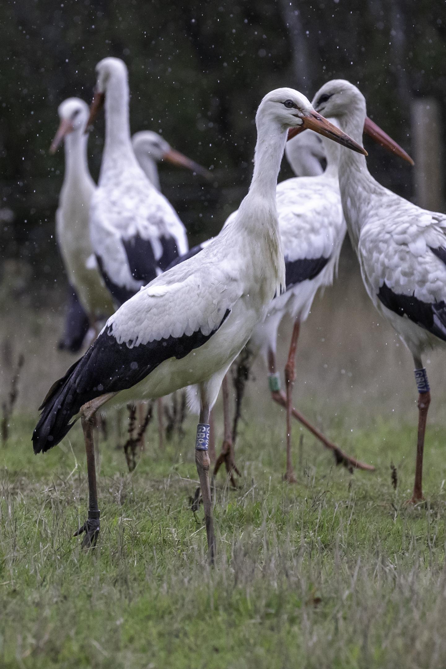 White Stork [IMAGE] | EurekAlert! Science News Releases