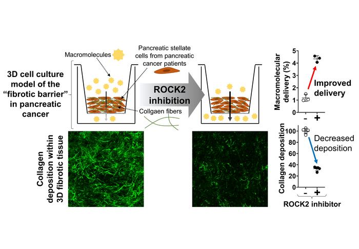 Enhancing macromolecular deliv [IMAGE] | EurekAlert! Science News Releases