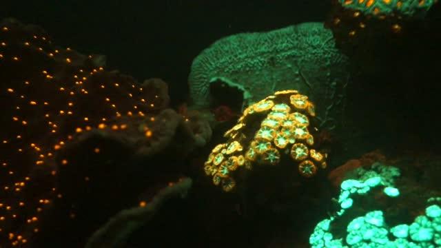 Rainbow of glowing corals discovered in depth | EurekAlert!