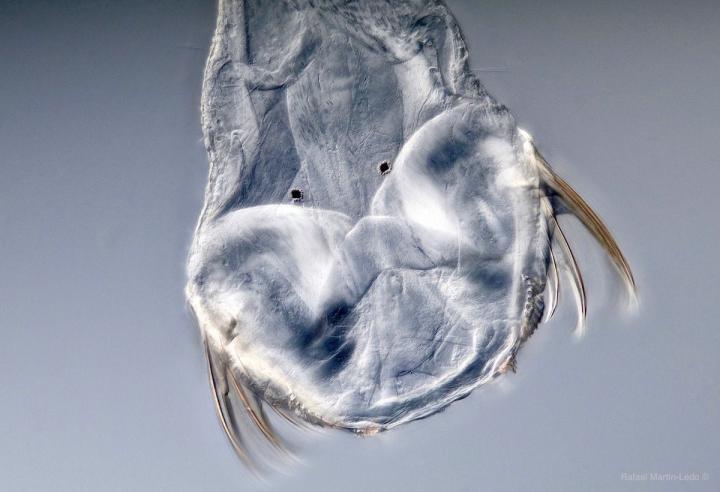 the Head of the Arrow Worm [IMAGE] | EurekAlert! Science News Releases