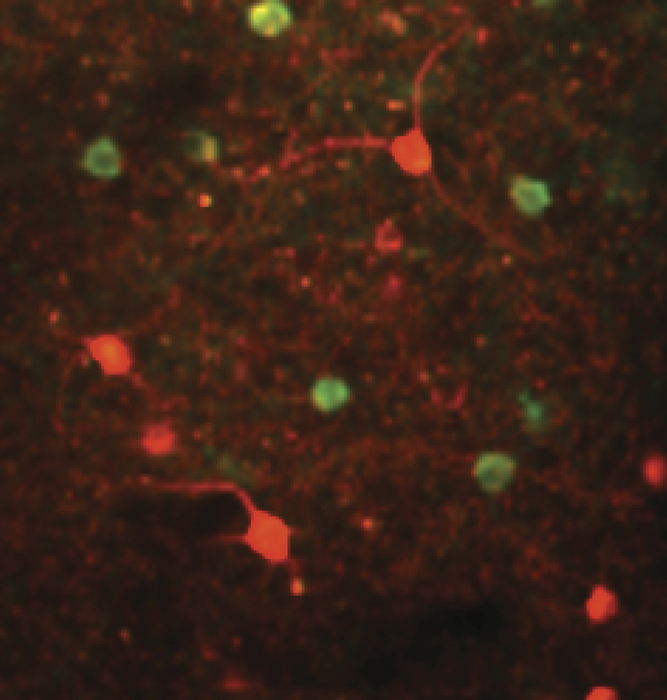 Two-color cortex [IMAGE] | EurekAlert! Science News Releases