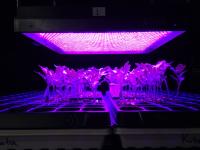 Light treatments inhibit intumescence injury | EurekAlert!