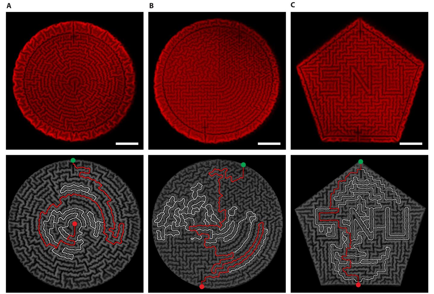 A-maze-ing Miniature Designs Made by Wrinklin | EurekAlert!