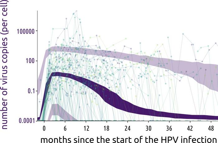 Human papillomavirus infection kinetics revea | EurekAlert!