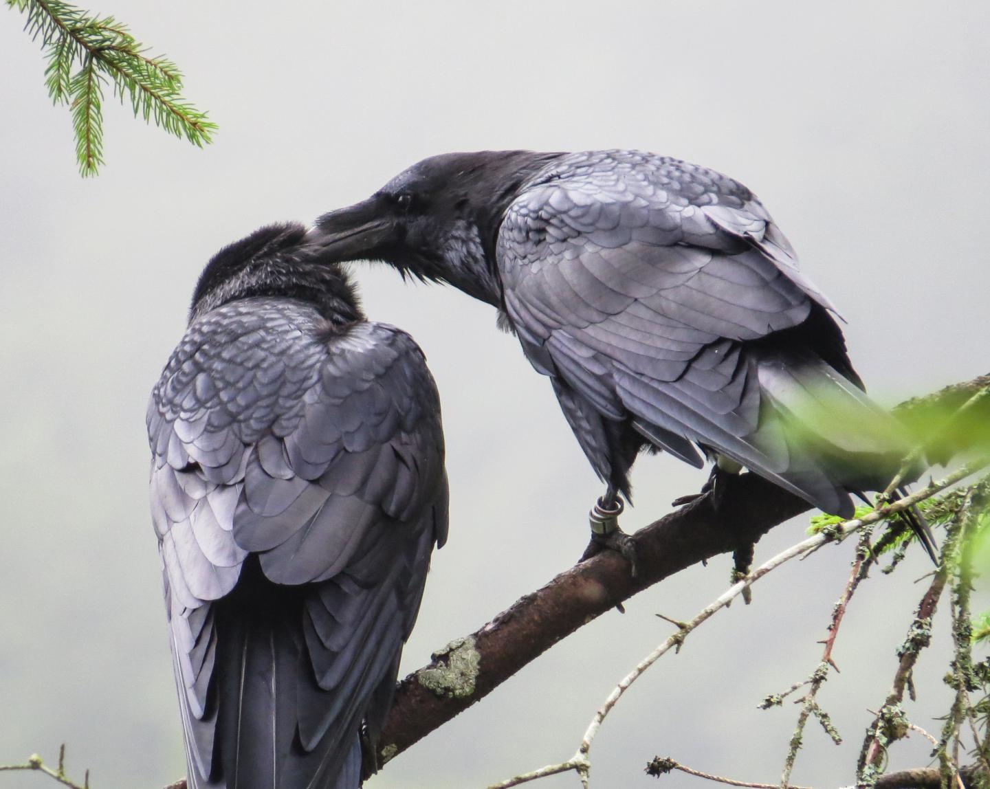 Raven Preens [IMAGE] | EurekAlert! Science News Releases