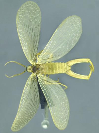 Merope tuber [IMAGE] | EurekAlert! Science News Releases