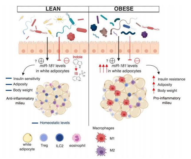 How a Disturbed Gut Microbiome May Dysregulat | EurekAlert!
