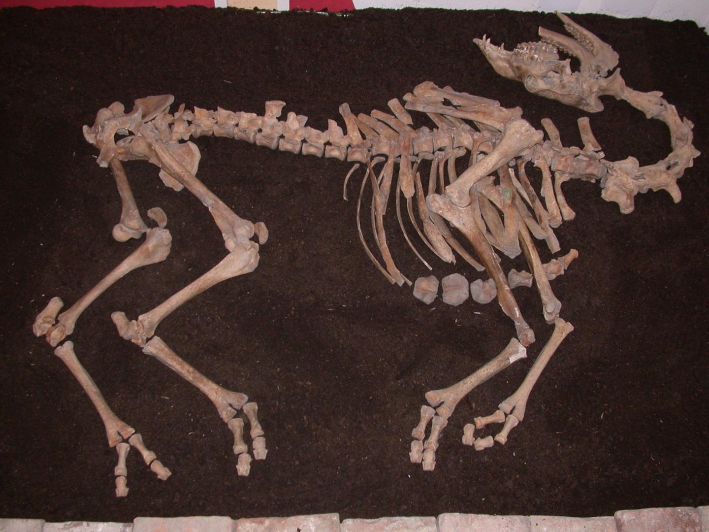 Complete camel skeleton unearthed in Austria | EurekAlert!