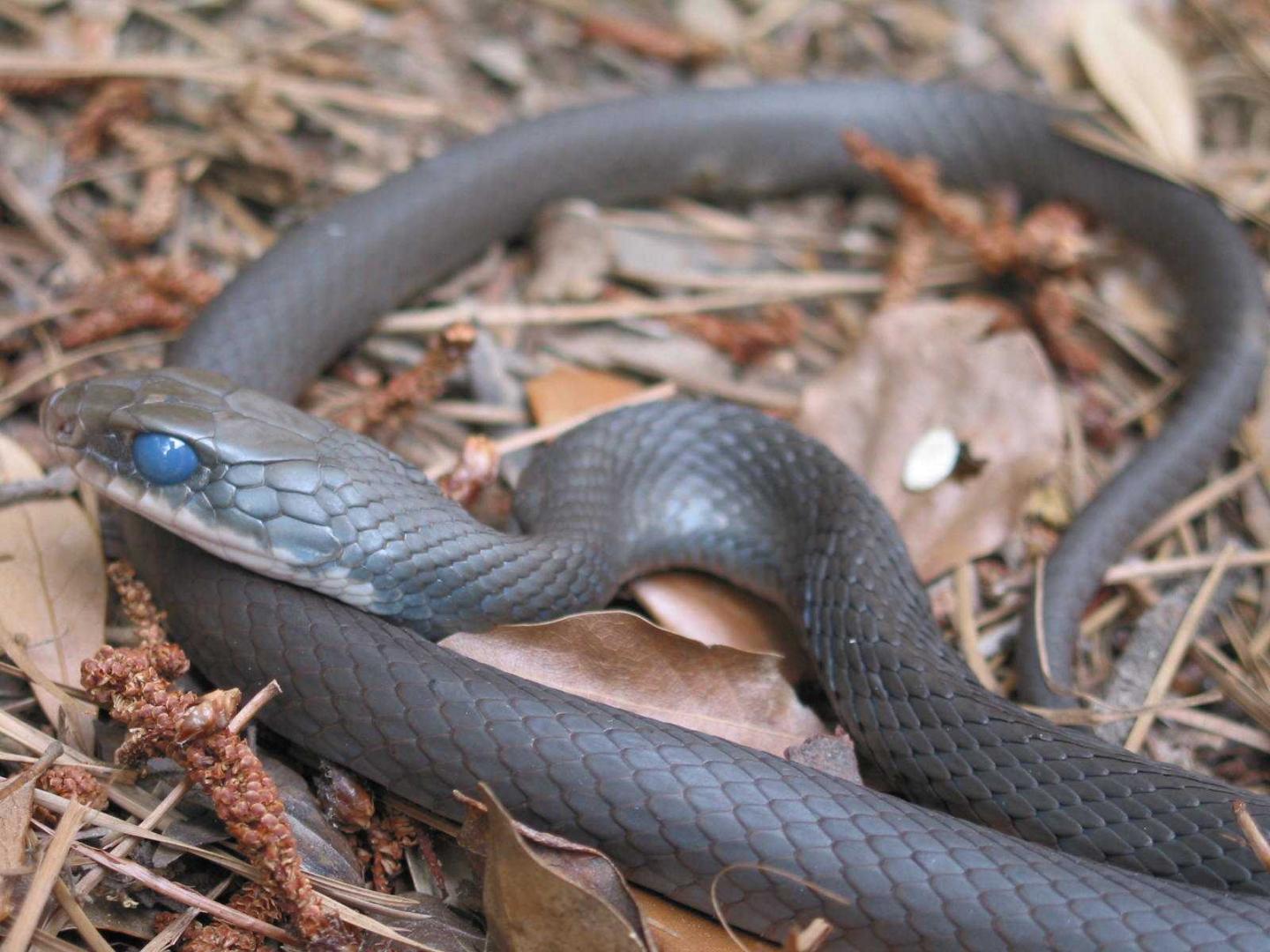 Coluber Constrictor [IMAGE] | EurekAlert! Science News Releases