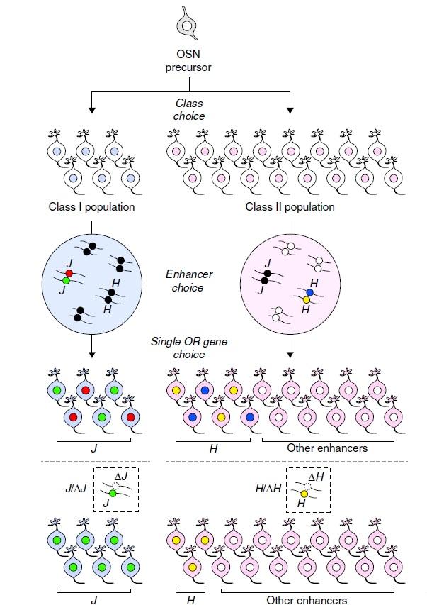 Mechanism by Which J Element D [IMAGE] | EurekAlert! Science News Releases