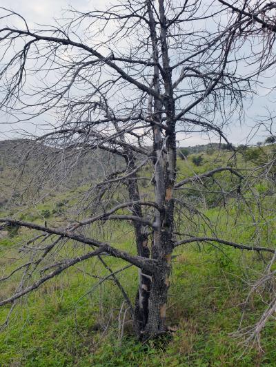 Dead Alligator Juniper [IMAGE] | EurekAlert! Science News Releases