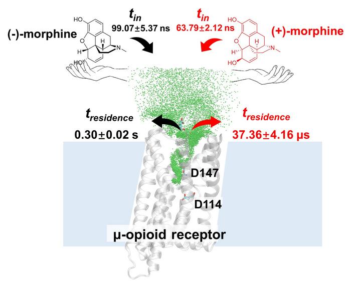Kinetic analysis of morphine e [IMAGE] | EurekAlert! Science News Releases