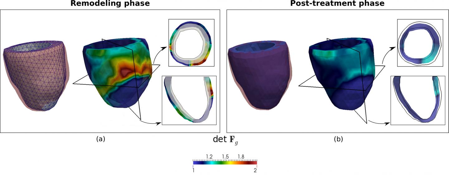 Geometrical Changes of the Lef [IMAGE] | EurekAlert! Science News Releases