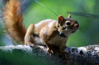 Stressful Conditions Help Moms Help Their Off | EurekAlert!