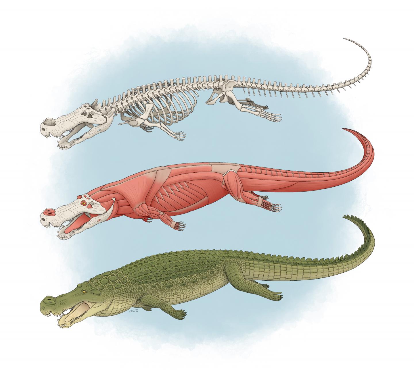 Deinosuchus [IMAGE] | EurekAlert! Science News Releases
