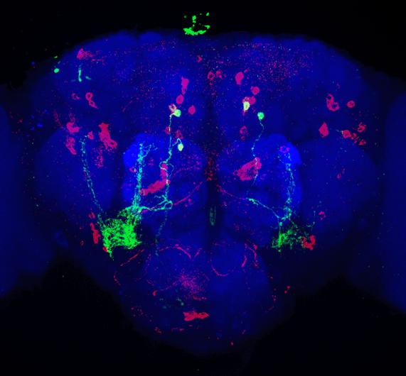 Study beefs up support for brain cells that c | EurekAlert!