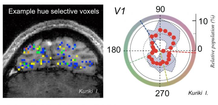 Human Visual Cortex Holds Neur [IMAGE] | EurekAlert! Science News Releases