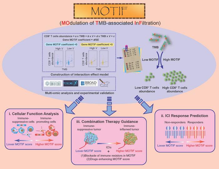 Graphic abstract of MOTIF [IMAGE] | EurekAlert! Science News Releases