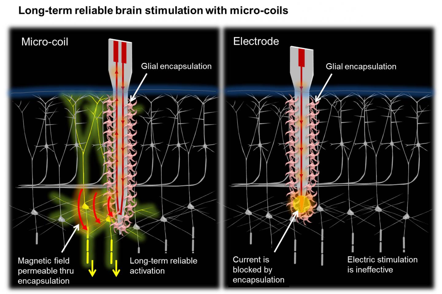 A Tiny Coiled Wire to Stimulate Brain Activit | EurekAlert!
