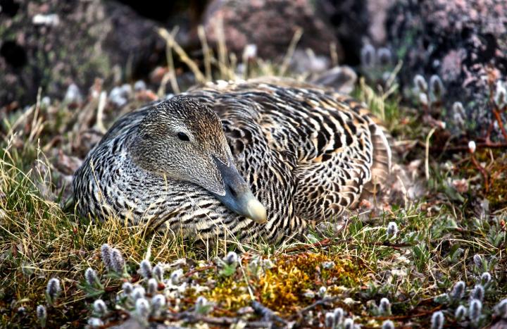 Nesting Common Eider [IMAGE] | EurekAlert! Science News Releases