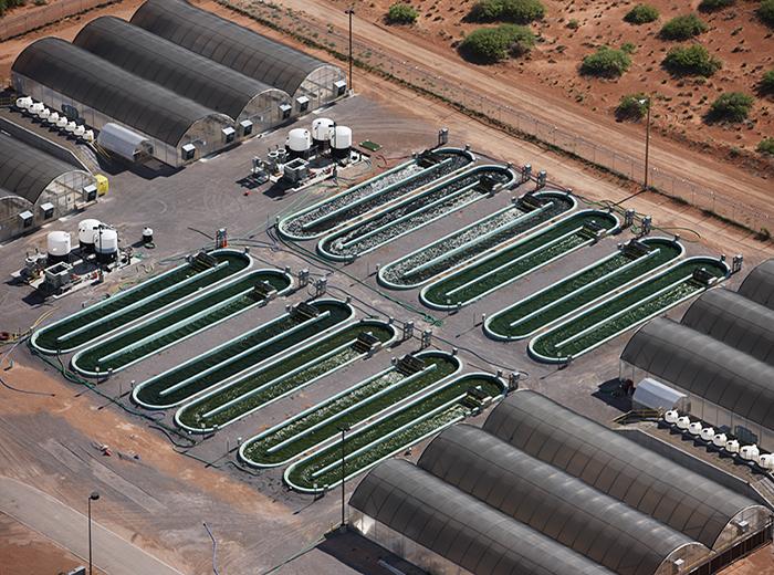 Algae production research gets boost at Los A | EurekAlert!