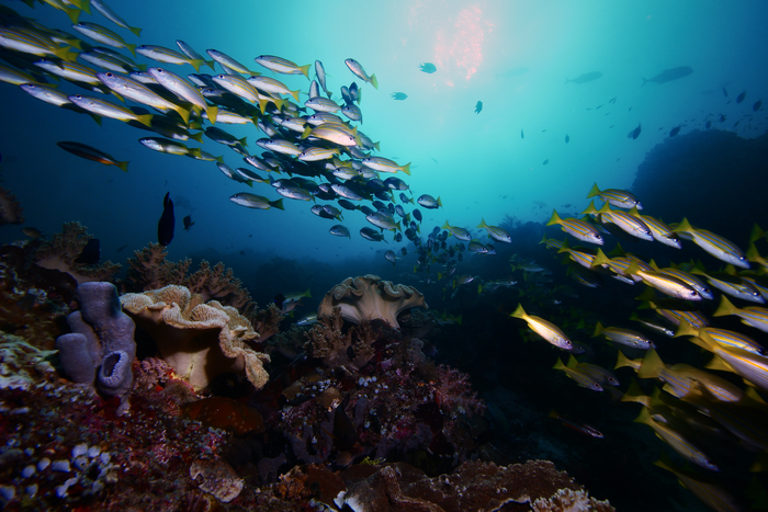 Reefscape [IMAGE] | EurekAlert! Science News Releases