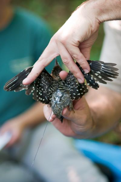 Tracking the Birds [IMAGE] | EurekAlert! Science News Releases
