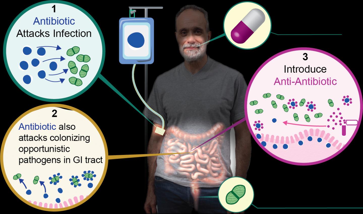  Anti antibiotic Allows For Use Of Antibioti EurekAlert 