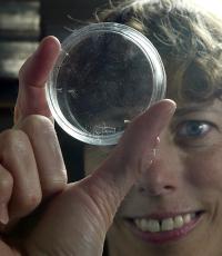 Wheat can fatally starve insect predators | EurekAlert!