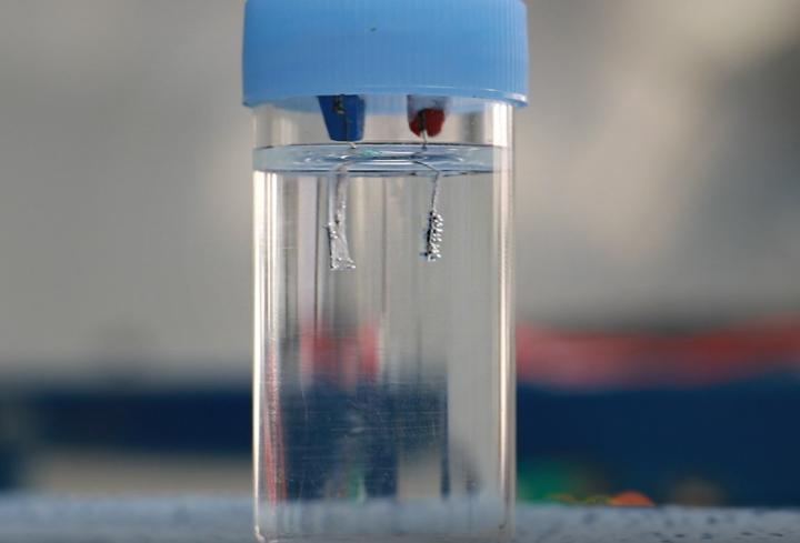 Oxygen Evolution [IMAGE] | EurekAlert! Science News Releases