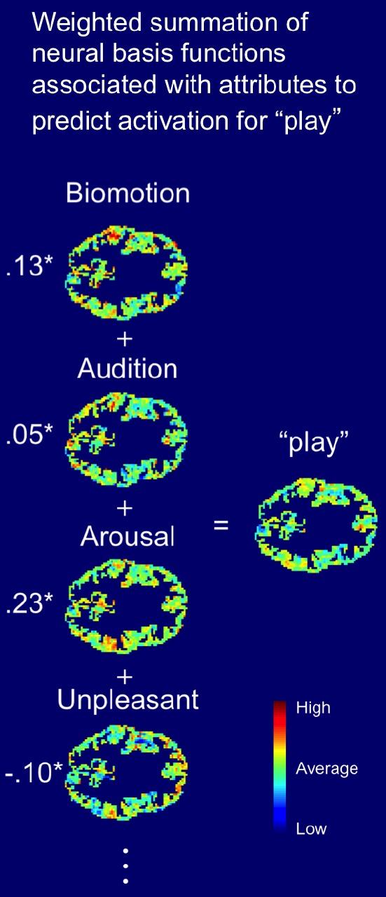 Brain Activation Patterns for [IMAGE] | EurekAlert! Science News Releases