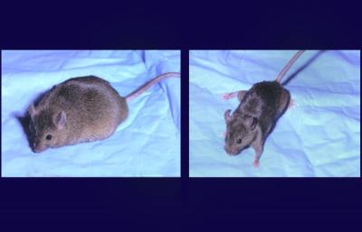 Mice [IMAGE] | EurekAlert! Science News Releases