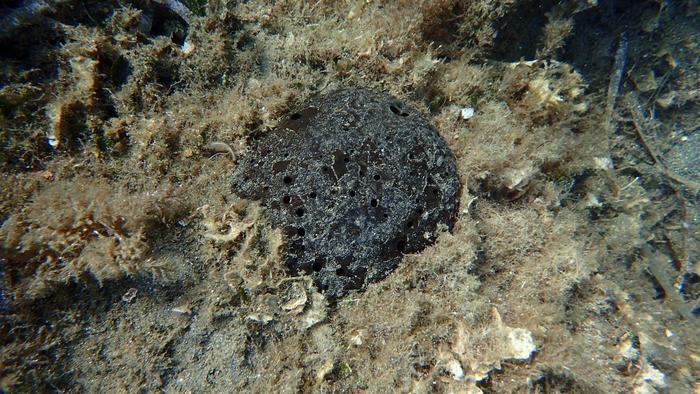 Diseased sponge [IMAGE] | EurekAlert! Science News Releases