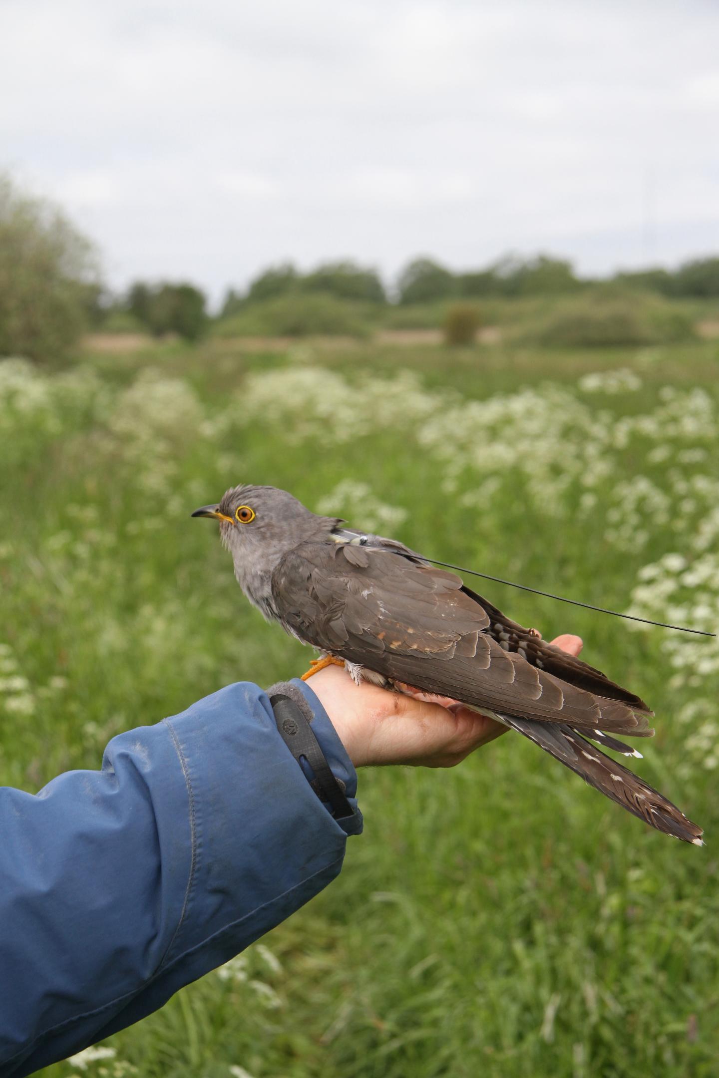 Cuckoo with GPS Transmitter [IMAGE] | EurekAlert! Science News Releases