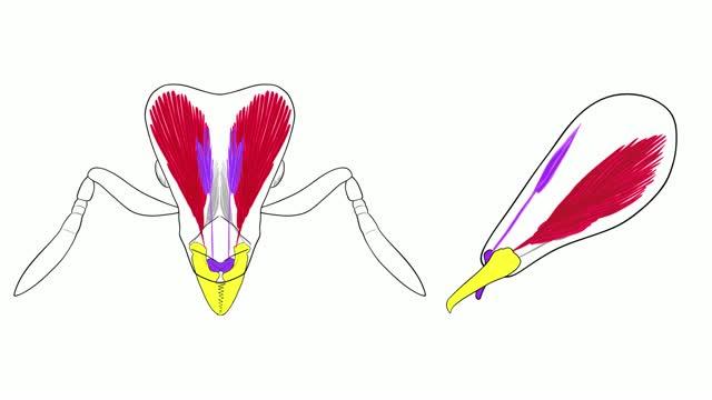 How the trap-jaw ant got its ultrafast bite | EurekAlert!