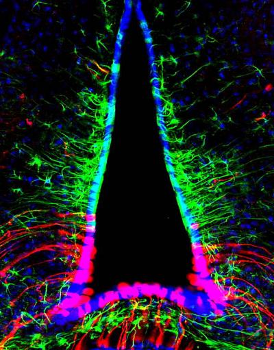 Tanycytes [IMAGE] | EurekAlert! Science News Releases