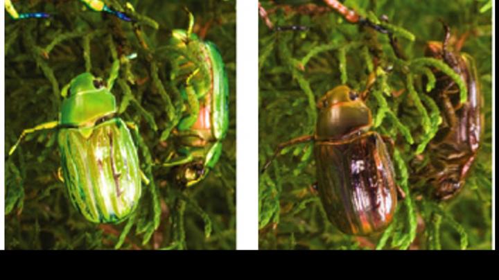 Chrysina Gloriosa [IMAGE] | EurekAlert! Science News Releases