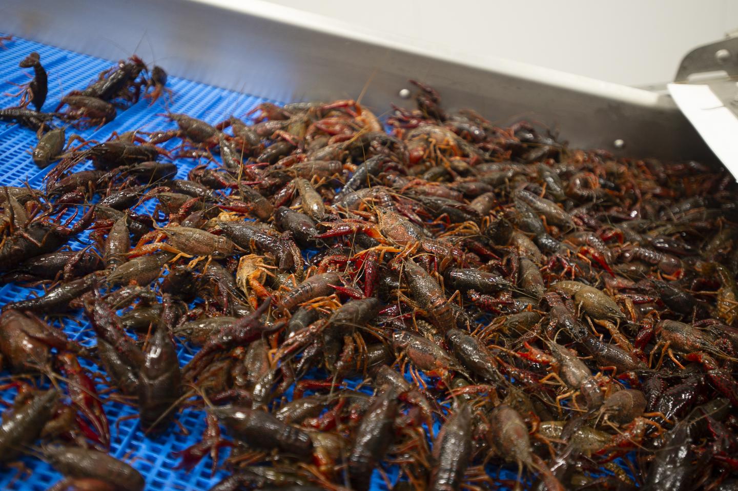 Live crawfish [IMAGE] | EurekAlert! Science News Releases